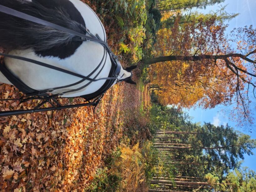 York: Horse Drawn Carriage ride & Cream Tea - Why Choose This Tour?