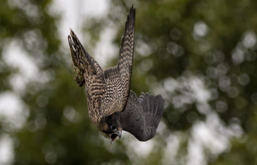York: York Bird of Prey Centre Entry Ticket - The Heart of the Experience: What to Expect at York Bird of Prey Centre