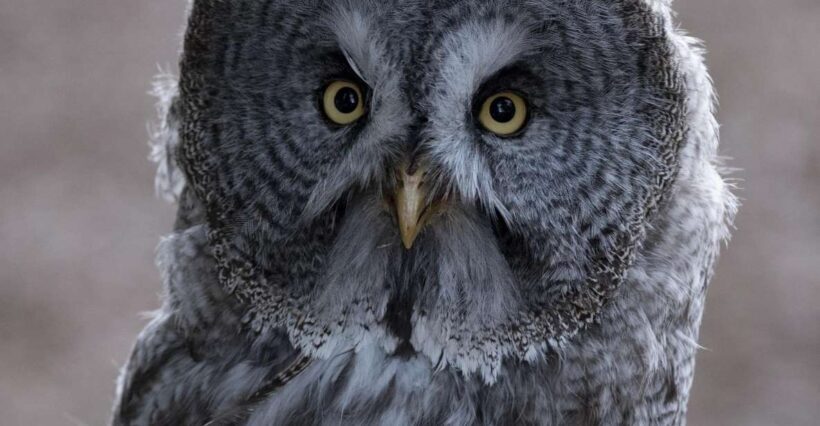 York: York Bird of Prey Centre Entry Ticket - The Authenticity and Quality of the Experience