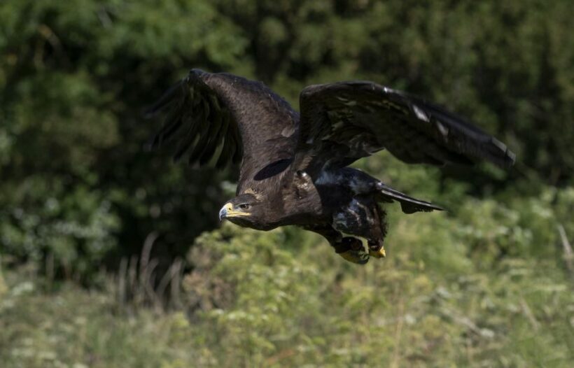 York: York Bird of Prey Centre Entry Ticket - Who Should Consider Visiting?