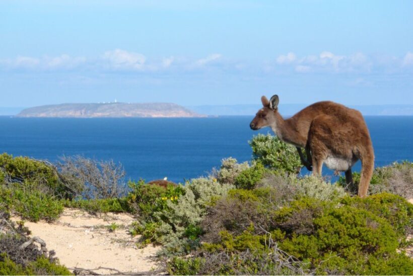 Yorke Peninsula: 3-Day Coastal Wilderness Tour from Adelaide - An In-Depth Look at the Yorke Peninsula Coastal Wilderness Tour