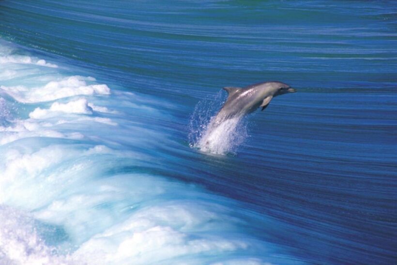 Yorke Peninsula: 3-Day Coastal Wilderness Tour from Adelaide - Final Thoughts: Is This Tour Right for You?