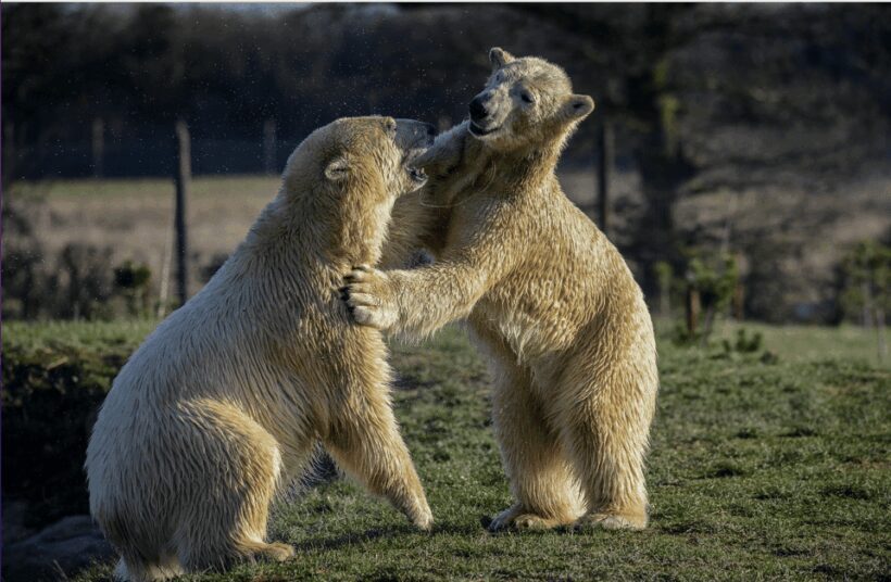 Yorkshire Wildlife Park: Entry Ticket - Yorkshire Wildlife Park: Entry Ticket — A Genuine Family Adventure
