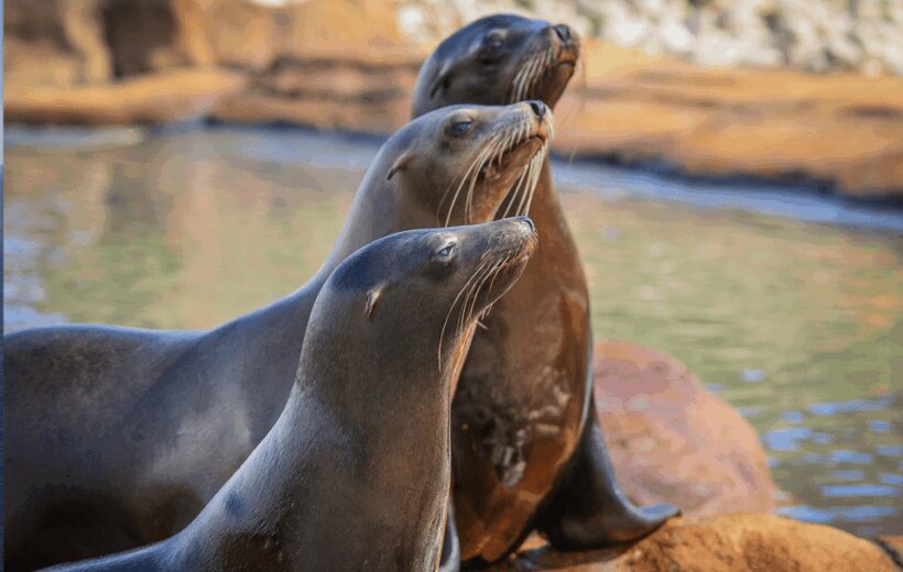 Yorkshire Wildlife Park: Entry Ticket - Why This Experience Is Worth Considering