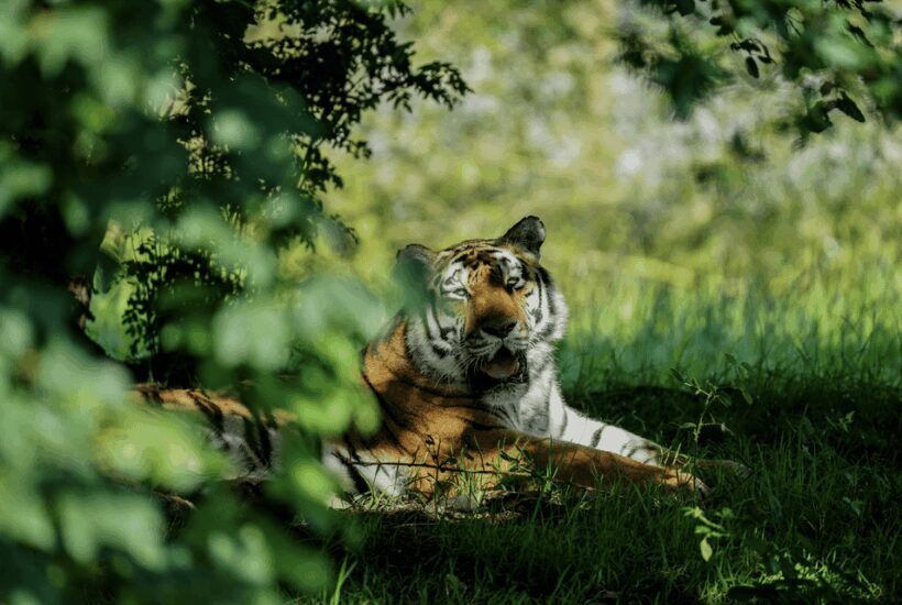 Yorkshire Wildlife Park: Entry Ticket - Final Thoughts