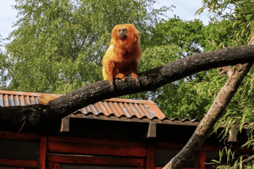 Yorkshire Wildlife Park: Entry Ticket - FAQs