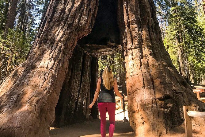 Yosemite and Giant Sequoias Day Tour - Analyzing the Value