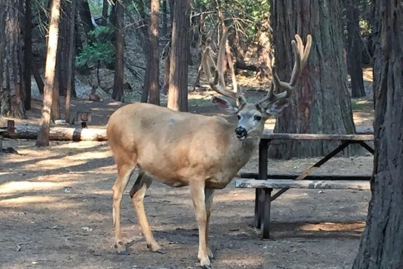 Yosemite: Full-Day Tour with Lunch and Hotel Pick-up - An In-Depth Look at the Yosemite Full-Day Tour