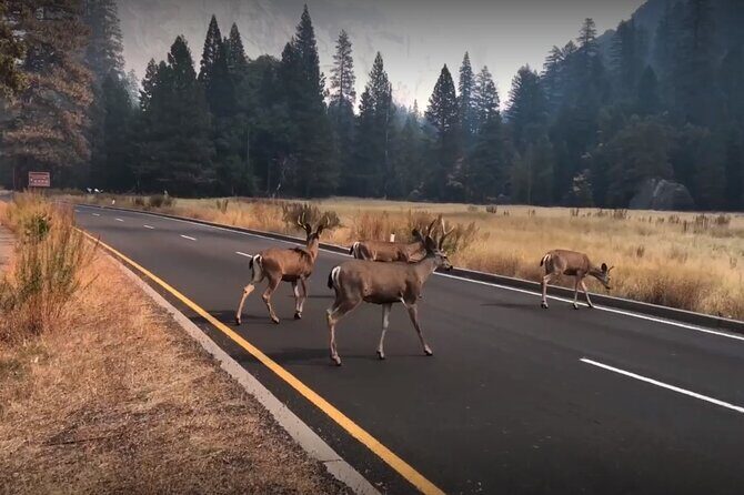 Yosemite, Kings Canyon National Parks 2 Day Tour from SF - What’s Included and What’s Not