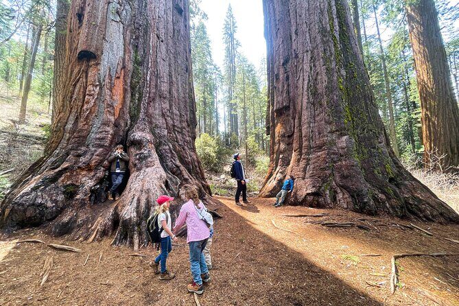 Yosemite Magic: Highlights, Sunset, and S'mores - What Makes This Tour Stand Out?