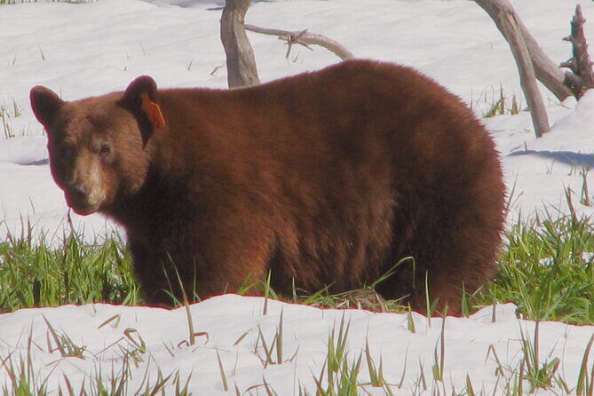 Yosemite National Park Private 1 Day Tour from San Francisco - An In-Depth Look at the Experience