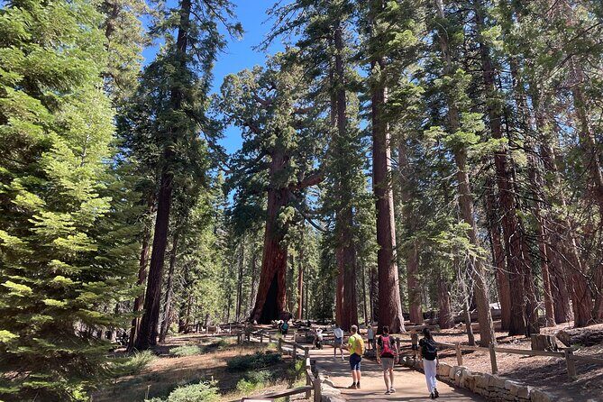 Yosemite National Park & Sequoias Private Tour from San Francisco - An In-Depth Look at the Yosemite Private Tour