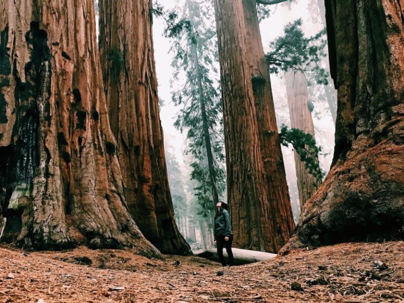 Yosemite Nat'l Park: Curry Village Semi-Guided 2-Day Tour - Value and Pricing