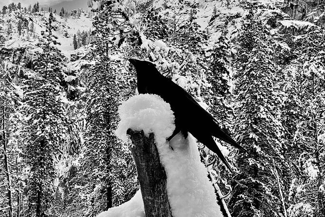 Yosemite Winter Highlights Small Group Tour - Group Size and Personal Attention