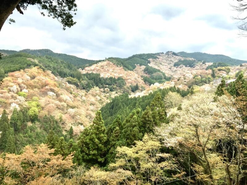 Yoshino: Private Guided Tour & Hiking in a Japanese Mountain - Seasonal Highlights