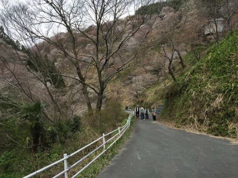 Yoshino: Private Guided Tour & Hiking in a Japanese Mountain - What to Expect on the Tour