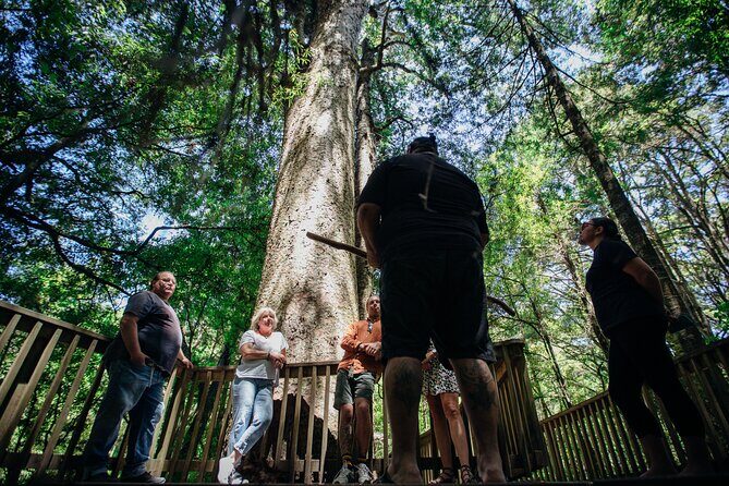 Your Kiwi Cultural Connection with Tu Tika Tours - The Sum Up