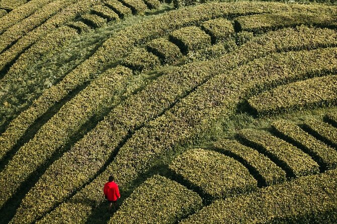 Your Own Guide, Your Own Schedule  Private Tour of São Miguel - What This Tour Means for You