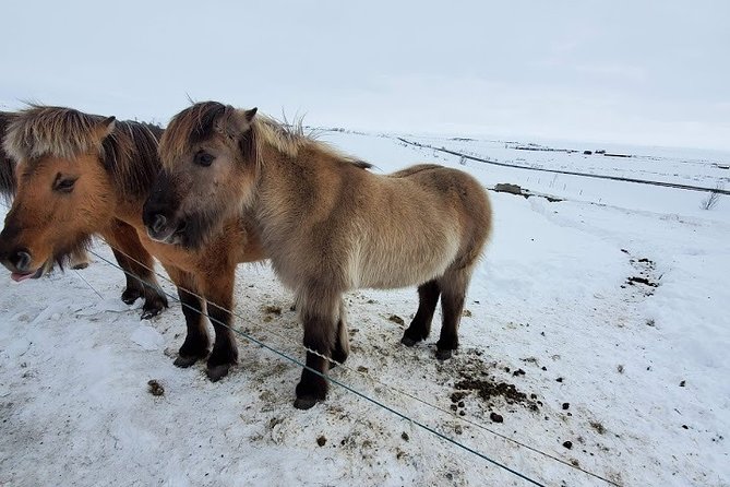 Your private golden circle tour with a personal guide - Authentic Experiences and Feedback from Travelers