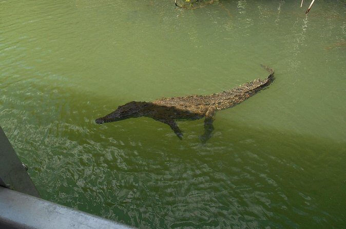 Ys Falls and Black River Safari Private Tour - Frequently Asked Questions