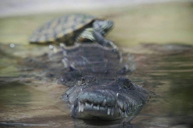 Ys Falls & Black River Safari Boat Cruise [Transportation only] - Key Points