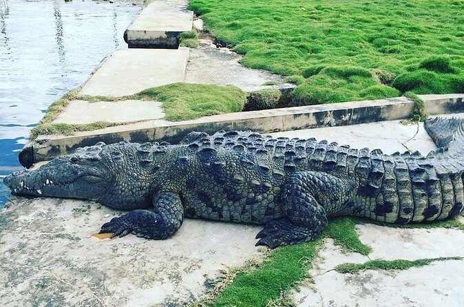 Ys Falls & Black River Safari Boat Cruise [Transportation only] - FAQ