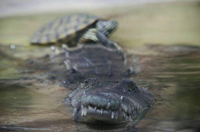 Ys Falls & Black River Safari Boat Cruise [Transportation only] - Final Summary