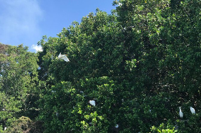 Ys Falls, Floyds Pelican Bar, Black River Safari - Who Will Love This Tour?