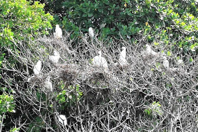 YS Falls plus Black River Safari Guided Tour w/Lunch & Admission from Falmouth - What the tour experience means for you