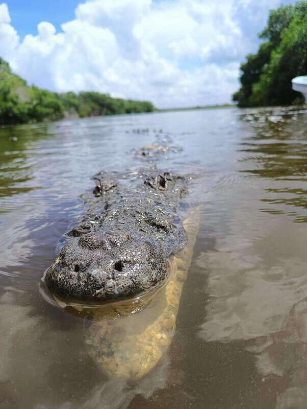Yucatán: Río Lagartos Biosphere Reserve Boat Tour - Practical Tips for Your Trip