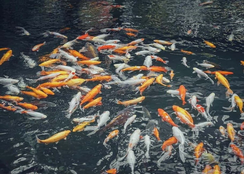 Yufuin: Hot Springs, Nature & Art - Private guided day tour - FAQs