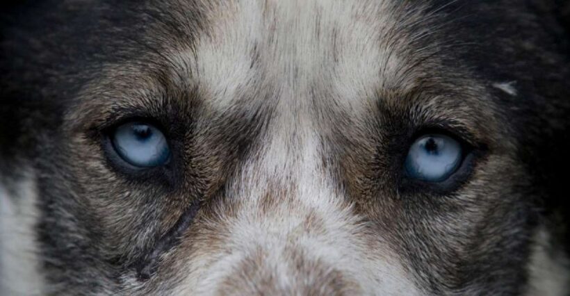 Yukon Dogs and Gold - Key Points