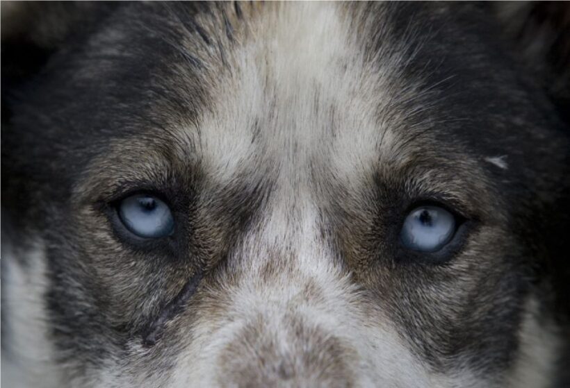 Yukon Dogs and Gold - What the Tour Offers at a Glance