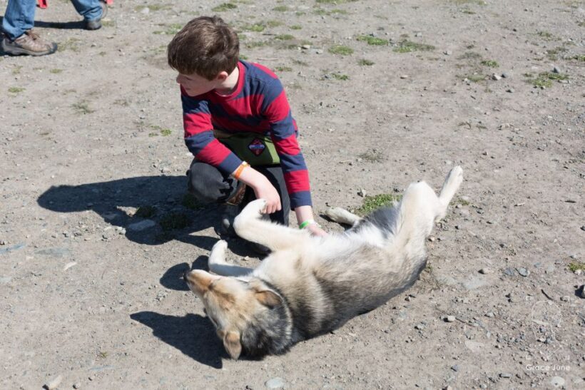Yukon Dogs and Gold - FAQs