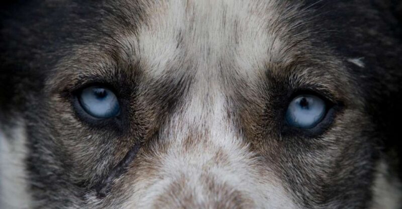 Yukon Dogs and Gold - Authentic Encounters and Authentic Scenery