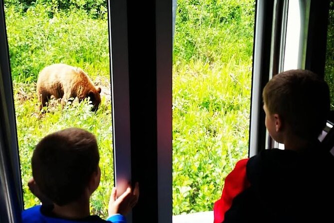 Yukon Husky Puppy Play Time & Summit Tour - Puppy Interaction at Tutshi Sled Dog Camp