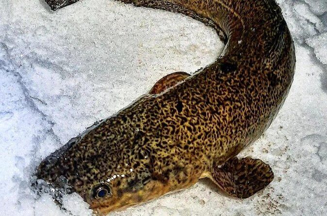 Yukon Icefishing and Aurora Viewing Combo Trip - The Sum Up