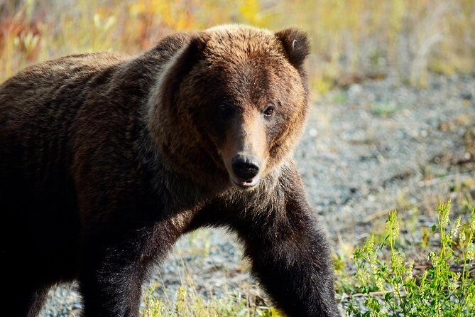 Yukon Summer Dream - Active Summer Adventure | 5 days - The Sum Up