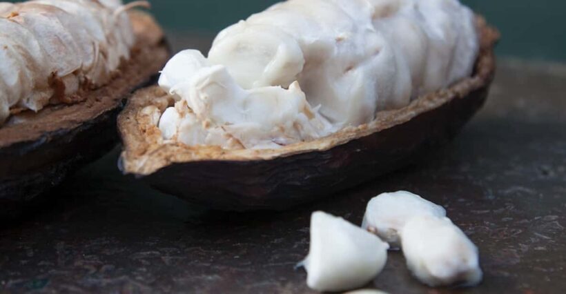 Zaandijk: Chocolate making demonstration & tasting - Key Points