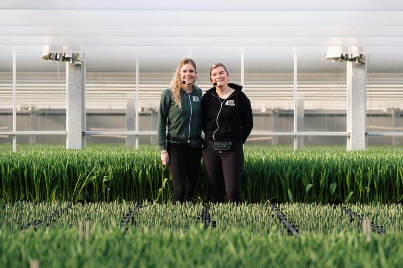 Zaanse Schans Windmills, Volendam and Tulip Greenhouse Tour - An In-Depth Look at the Tour Experience