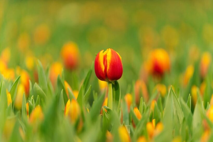 Zaanse Schans Windmills, Volendam and Tulip Greenhouse Tour - Who Will Love This Tour?