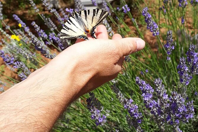 Zadar Boat Tour to Nearby Islands Review - Snorkeling and Swimming Opportunities