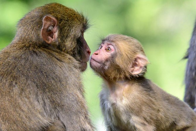 Zagreb - Monkey Park (Affenberg) - Klagenfurt - Minimudus - Who Should Consider This Tour?