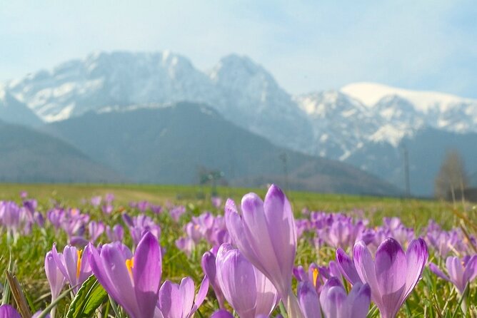Zakopane & Tatra Mountains Best Value Shared Tour - Itinerary Highlights