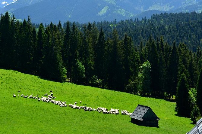 Zakopane Tour from Krakow  Highland Experience & Stunning Views - Free Time in Zakopane: Explore or Rest