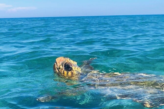 Zakynthos: Glass Bottom Turtle Boat Tour to Keri Caves & Islands - What to Expect on the Keri Caves & Islands Tour