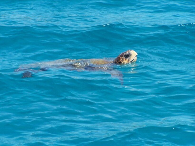 Zakynthos: Guided Boat Cruise to Turtle Island & Keri Caves - Key Points
