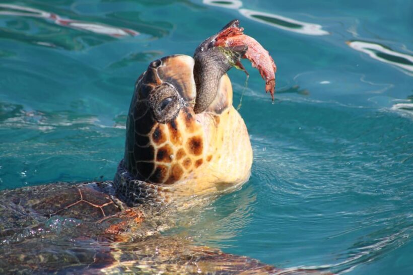 Zakynthos: Half day Caretta Turtle Spotting & Keri Caves - Final Thoughts