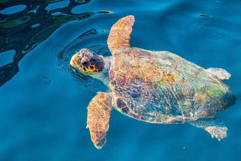 Zakynthos: Half-Day Tour to Turtle Island and Keri Caves - Who Will Love This Tour?