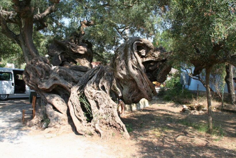 Zakynthos: Shipwreck Beach with Blue Caves Land & Sea Tour - Cultural and Natural Highlights on Land